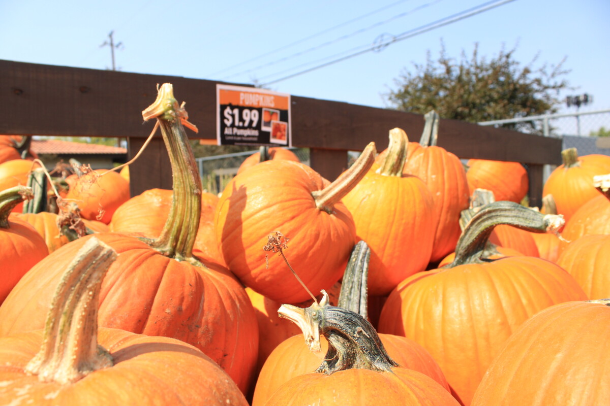 Moana Grown Pumpkins | Servicing Reno, Sparks, & Tahoe | Moana Nursery