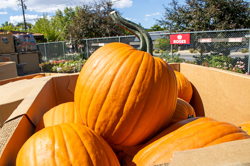 A Guide to Moana Nursery's Pumpkin Selection in Reno & Sparks | Moana ...