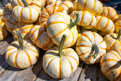 A Guide to Moana Nursery's Pumpkin Selection in Reno & Sparks | Moana ...