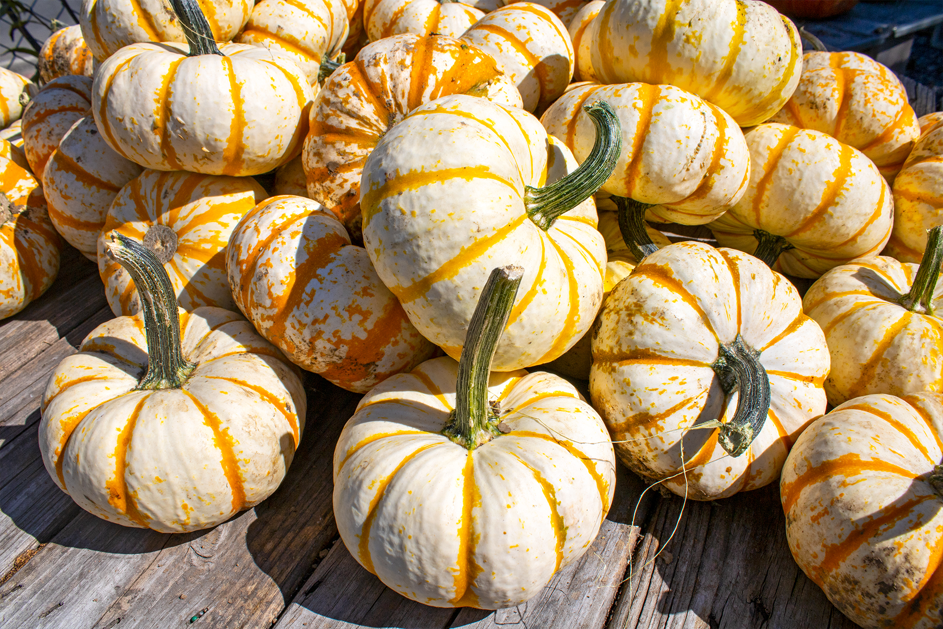 A Guide to Moana Nursery's Pumpkin Selection in Reno & Sparks | Moana ...