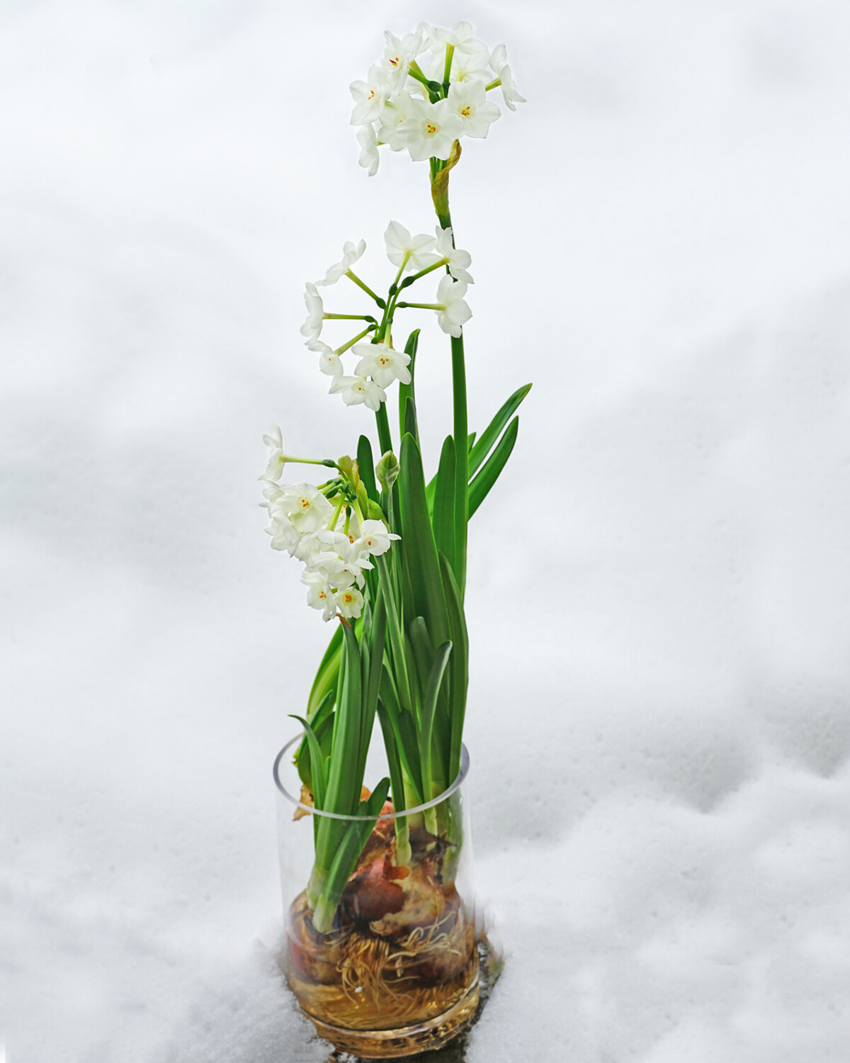 Dreaming of a Paperwhite Christmas | Moana Nursery