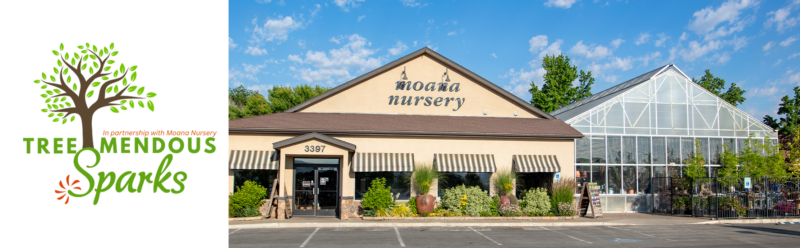 The Burgundy Belle Maple: A Perfect Addition to Your Garden