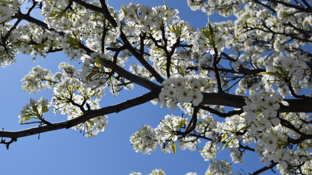 The Evolution of Pear Trees: From Bradford to Chanticleer and Redspire ...