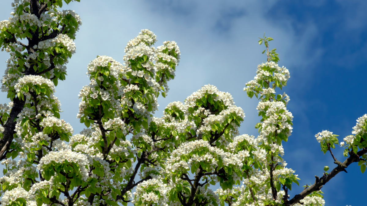 The Evolution of Pear Trees: From Bradford to Chanticleer and Redspire ...