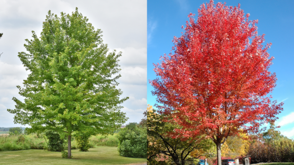 Enhance Your Landscape with the Autumn Blaze Maple Tree