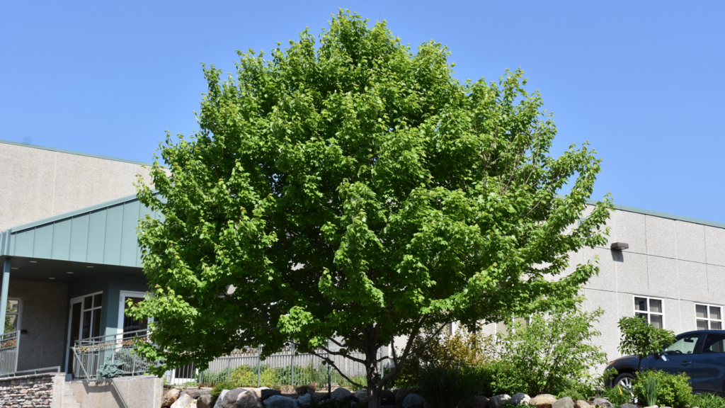 The Burgundy Belle Maple: A Perfect Addition to Your Garden