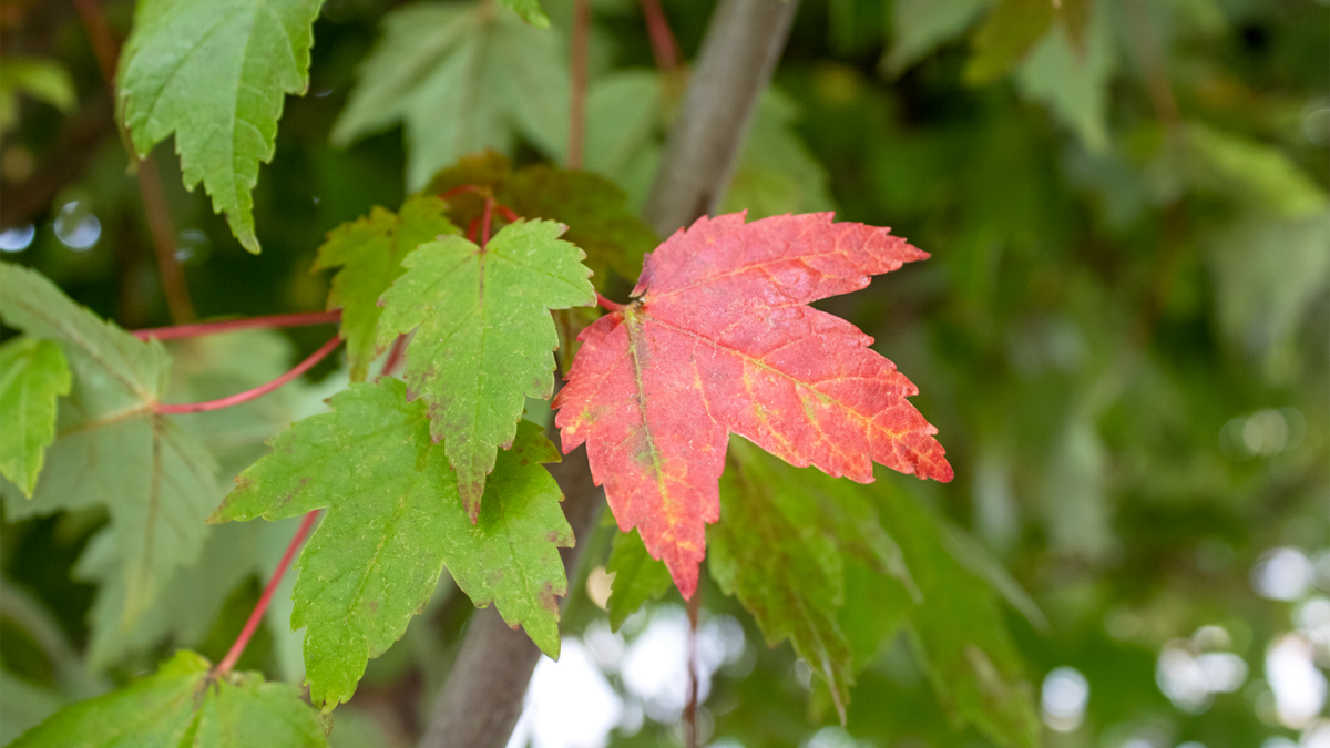 The Burgundy Belle Maple: A Perfect Addition to Your Garden