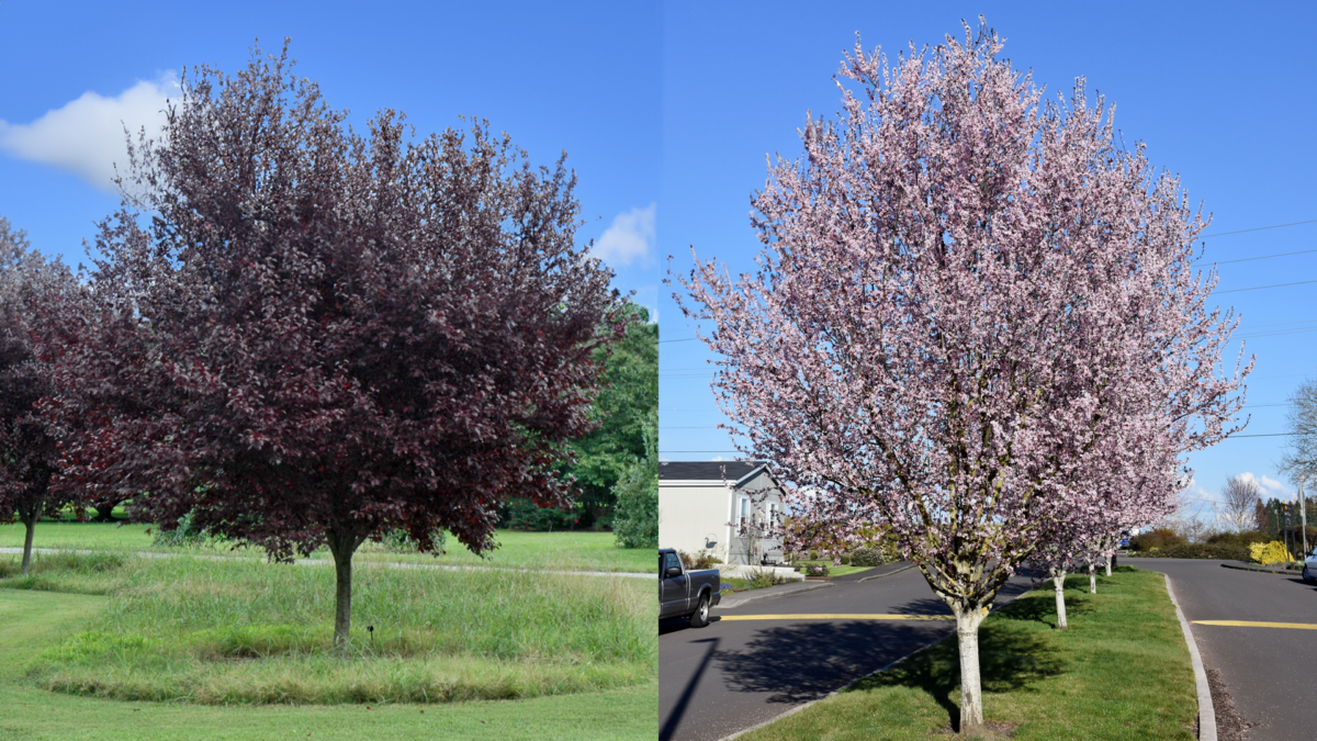 Krauter Vesuvius Plum Tree: Perfect for High Desert Landscapes