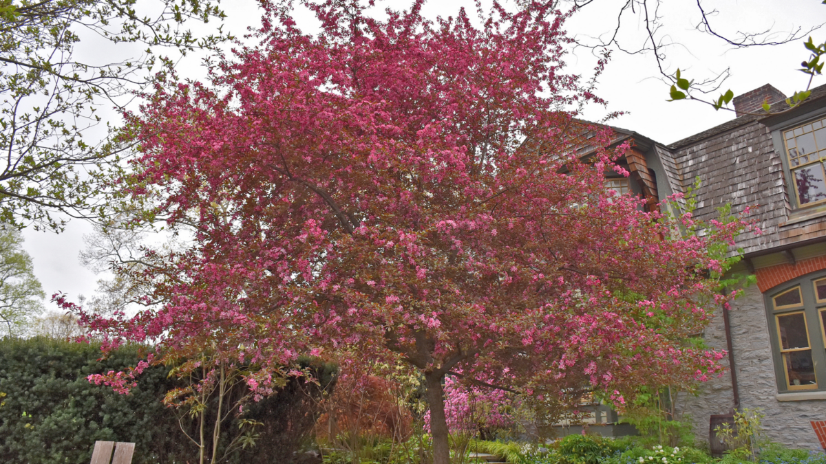 Royal Raindrops Crabapple: A Stunning Addition to Your Landscape