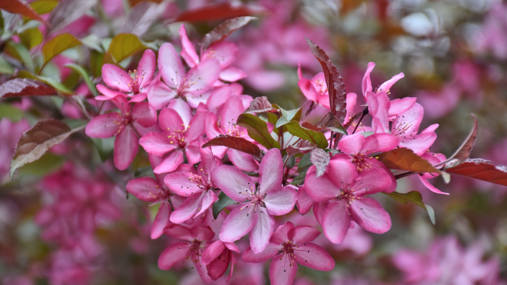 Royal Raindrops Crabapple: A Stunning Addition to Your Landscape