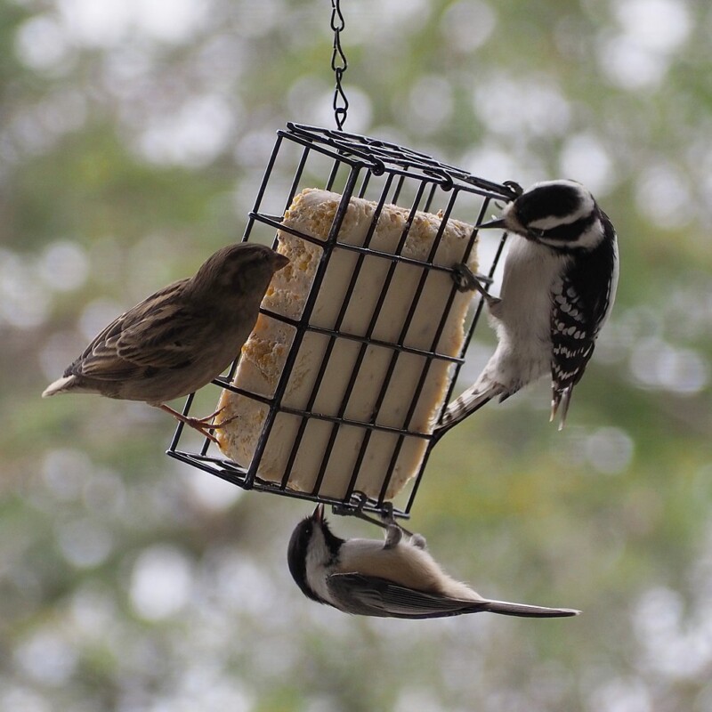 The Benefits of Suet Feeders: Attracting Winter Birds in Northern ...