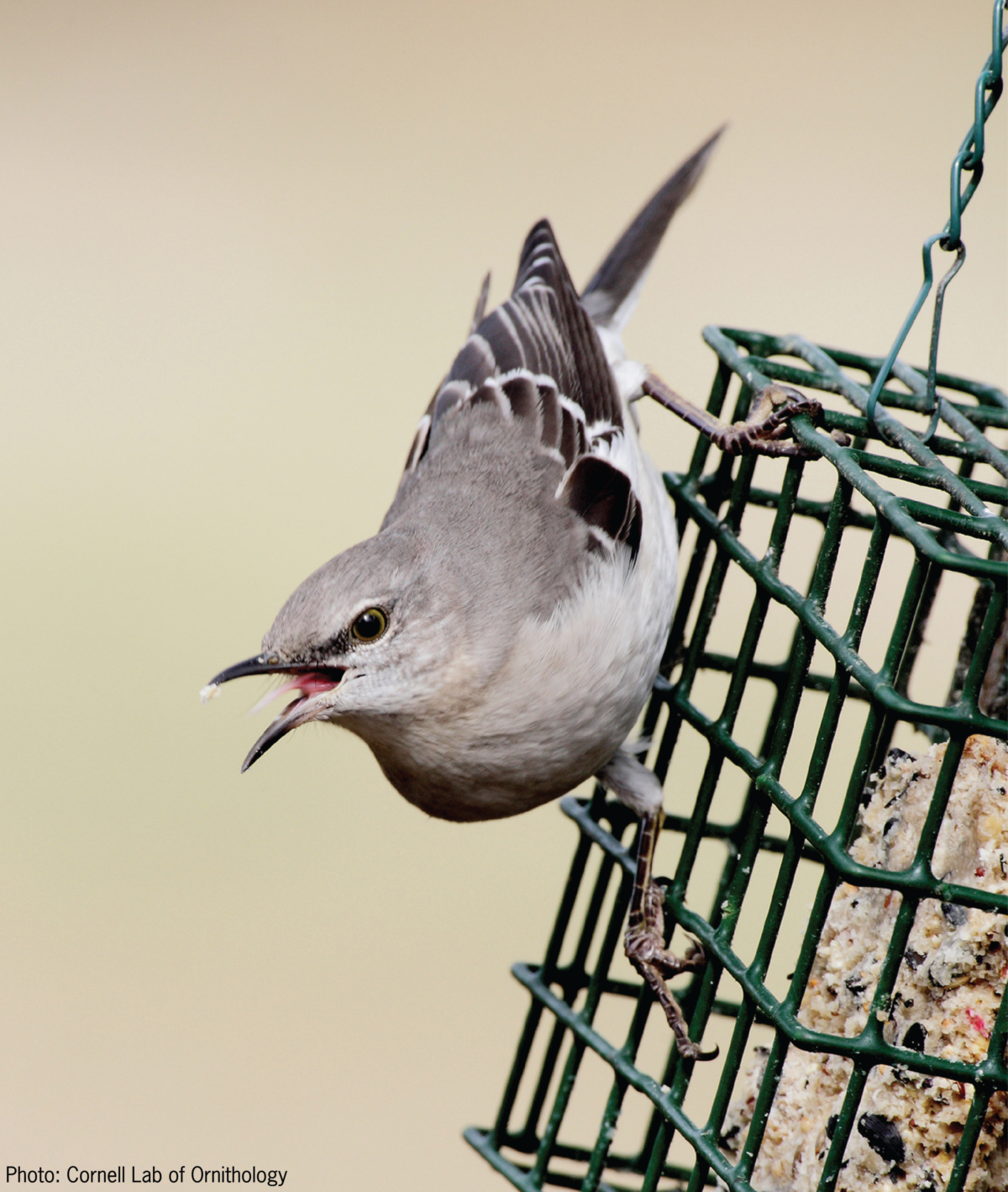The Benefits of Suet Feeders: Attracting Winter Birds in Northern ...