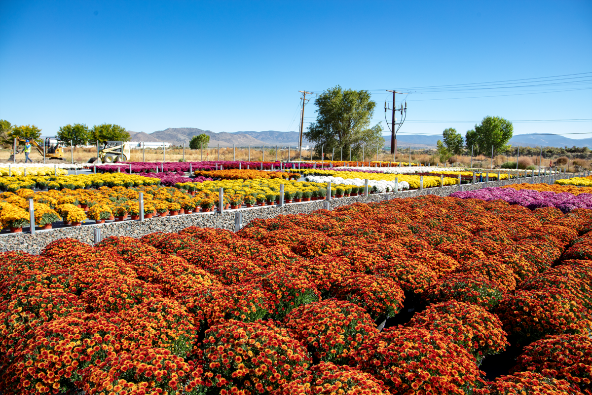 Moana Farm: Minden, Nevada | Servicing Reno, Sparks, & Tahoe | Moana ...