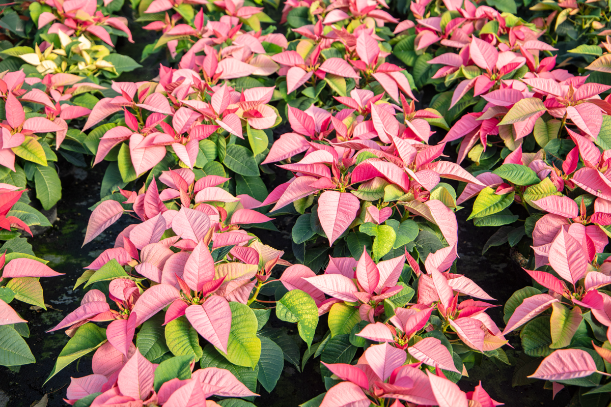 Moana Farm: Minden, Nevada | Servicing Reno, Sparks, & Tahoe | Moana ...