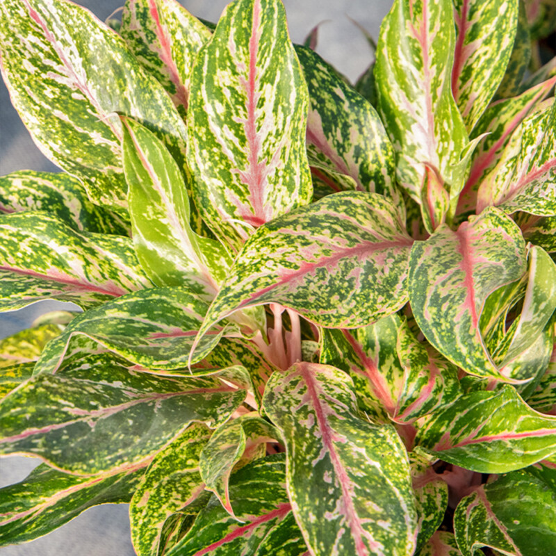 Moana Farm: Minden, Nevada | Servicing Reno, Sparks, & Tahoe | Moana ...