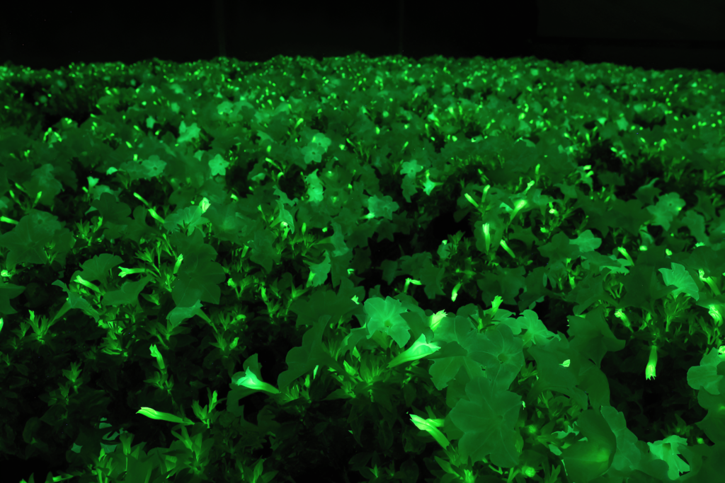 Firefly Petunias | Servicing Reno, Sparks, & Tahoe | Moana Nursery
