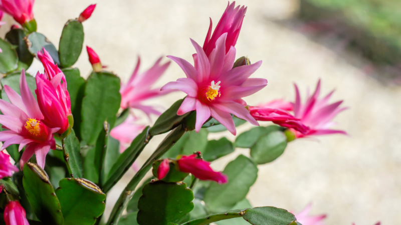 Easter Cactus (Rhipsalidopsis gaertneri) | Moana Nursery | Easter Cactus