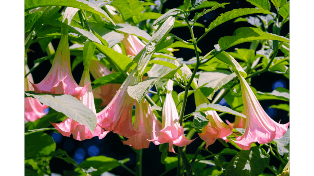 Angel's Trumpet: Beauty with Caution | Moana Nursery | Angel's Trumpet