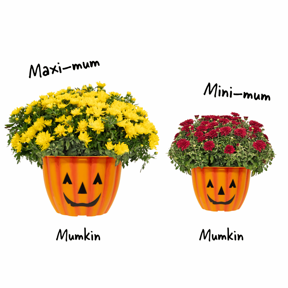 Mumkins Fundraiser | Servicing Reno, Sparks, & Tahoe | Moana Nursery