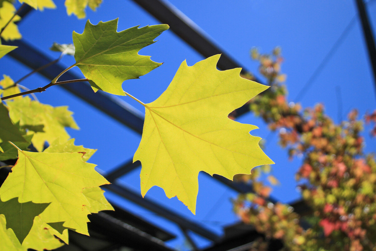 The Exclamation! London Planetree