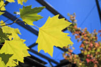 The Exclamation! London Planetree