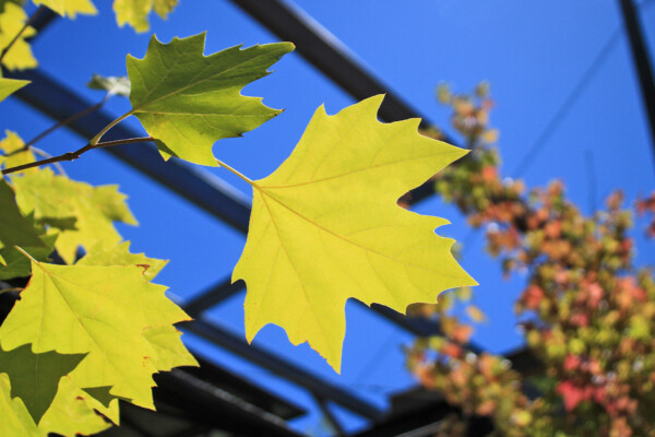 The Exclamation! London Planetree