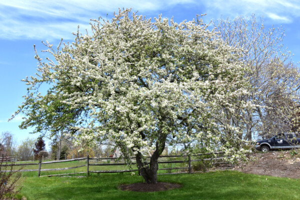 Snowdrift Flowering Crabapple Tree: A Brilliant Addition to Your High ...