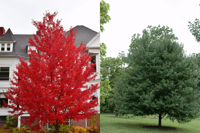 The Sun Valley Red Maple Tree: A Stunning Addition to Your High Desert ...