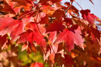 The Sun Valley Red Maple Tree: A Stunning Addition to Your High Desert ...