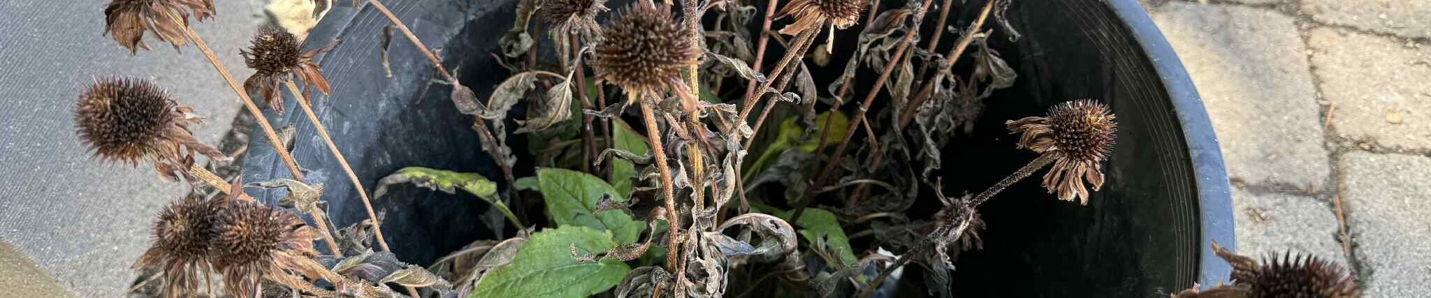 Days of the Dead Plants | Servicing Reno, Sparks, & Tahoe | Moana Nursery