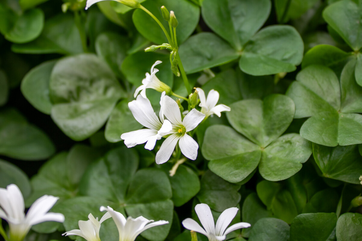 Rockin' Shamrock Plants: All About Oxalis | Moana Nursery | Shamrock Plants