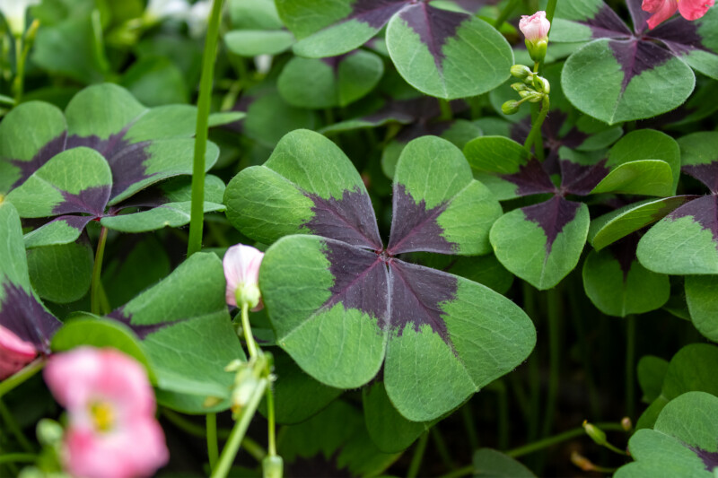 Rockin' Shamrock Plants: All About Oxalis | Moana Nursery | Shamrock Plants