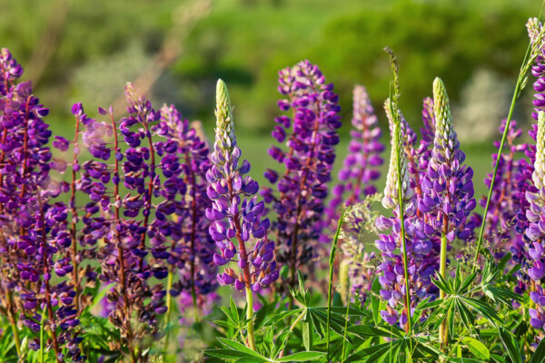 Native Plants for Northern Nevada’s High Desert | Moana Nursery ...