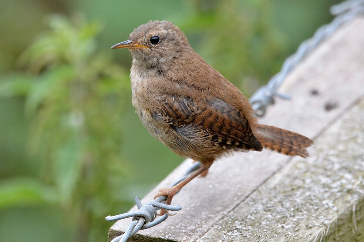 The Northern House Wren of the High Desert | Moana Nursery | The House Wren
