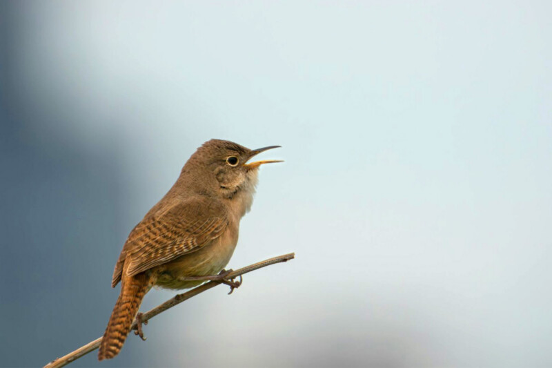 The Northern House Wren of the High Desert | Moana Nursery | The House Wren