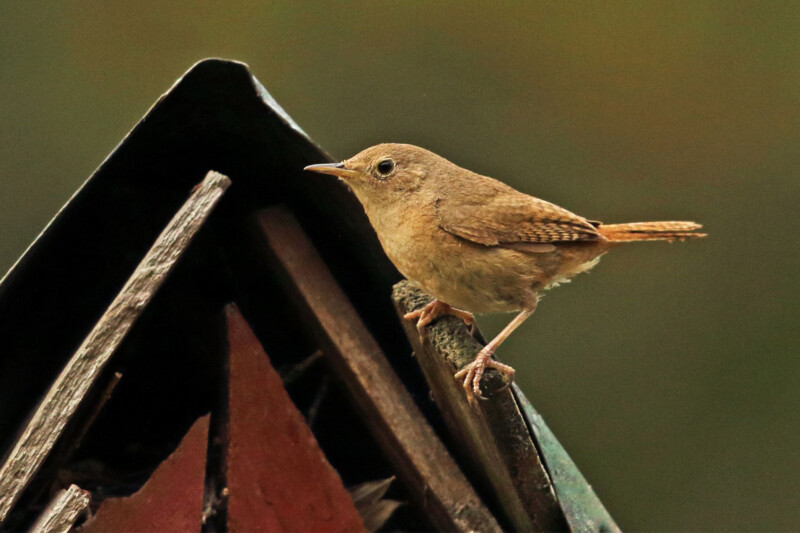 The Northern House Wren of the High Desert | Moana Nursery | The House Wren